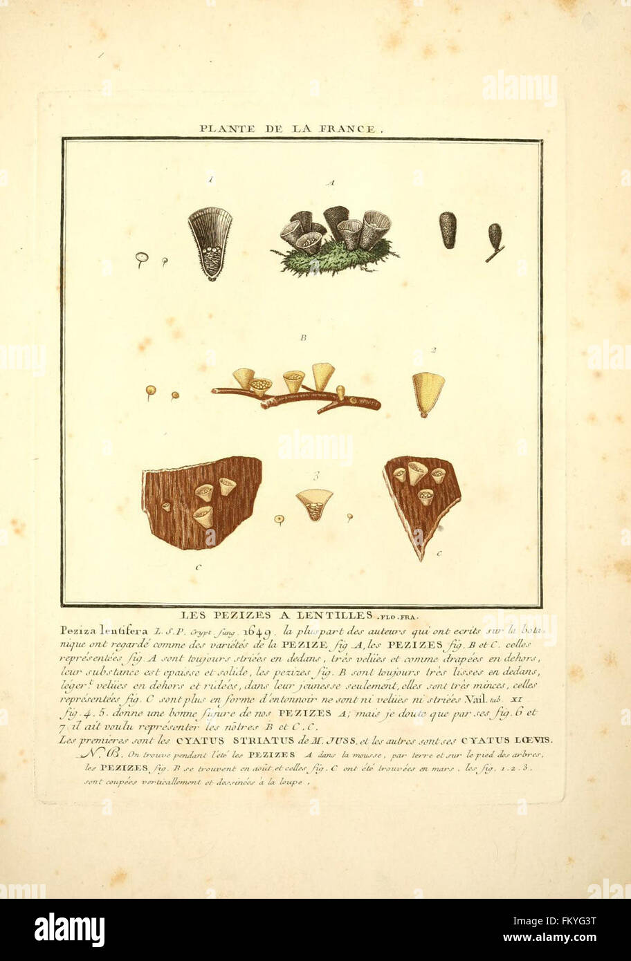 Plate 40 from 'Herbier de la France' showcases various plants native to ...