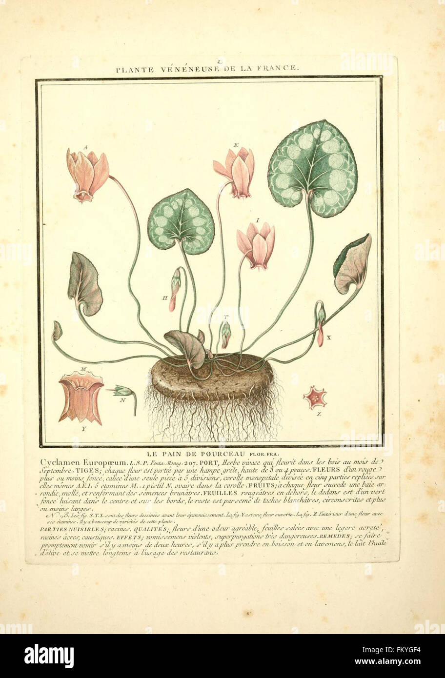 Herbier de la France (Pl. 6) provides detailed illustrations and ...