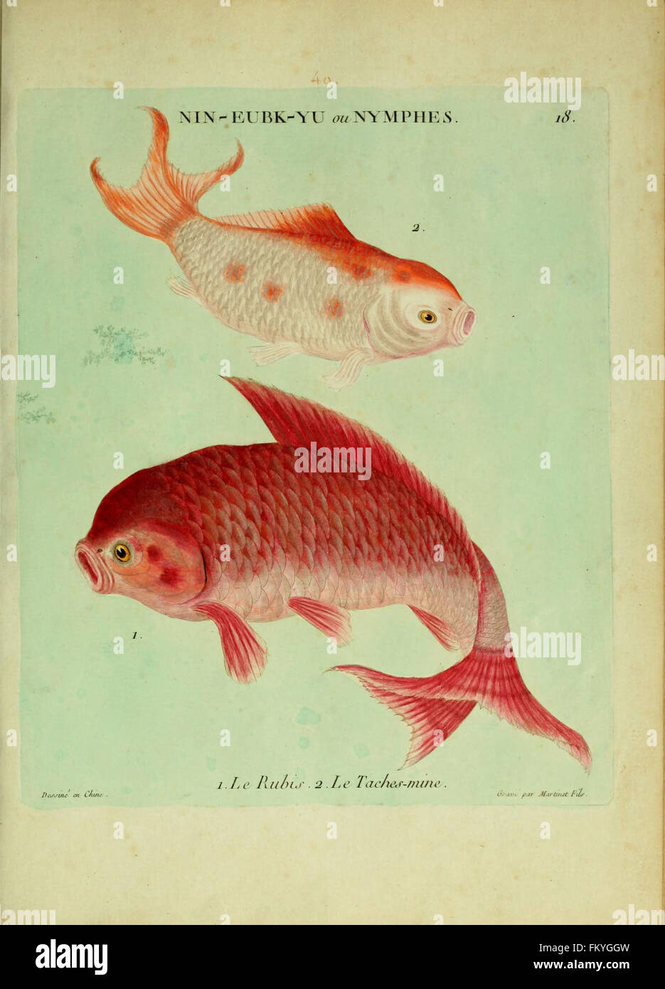 This work provides a natural history of goldfish in China, exploring ...