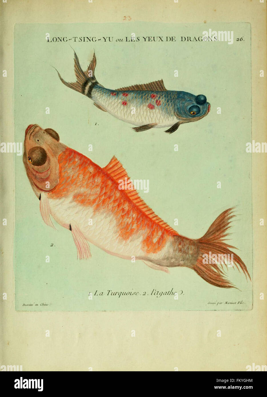 This work focuses on the natural history of Chinese goldfish ...