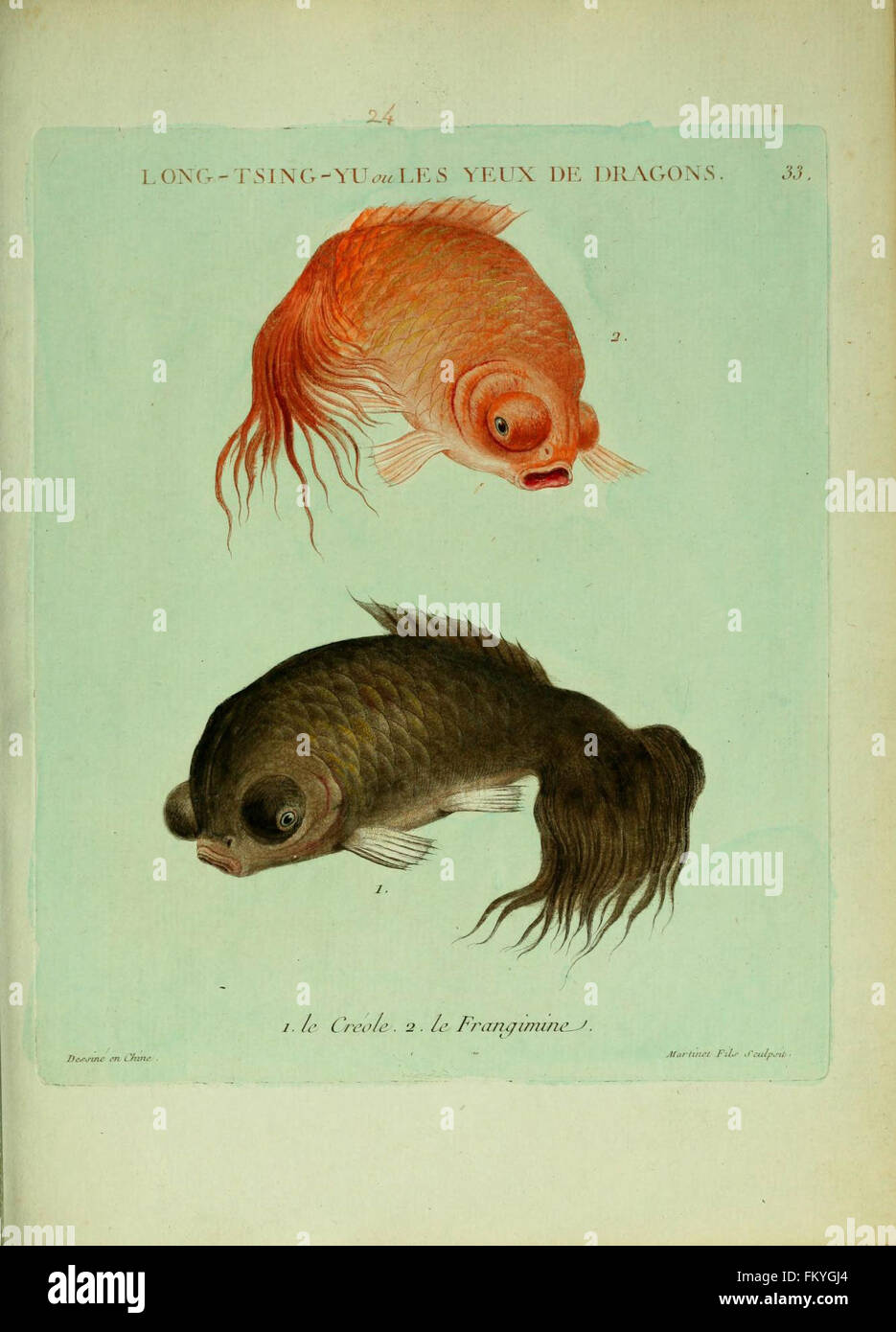 A study on the natural history of Chinese goldfish, featuring detailed ...