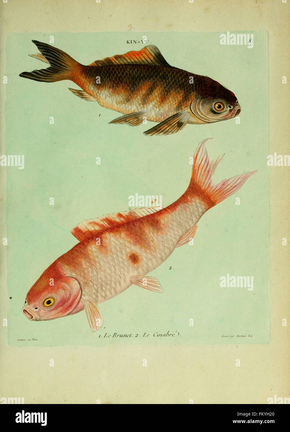 This natural history account focuses on goldfish species from China ...