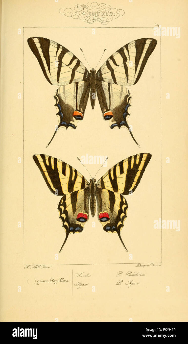 This work on European butterflies provides detailed illustrations and ...