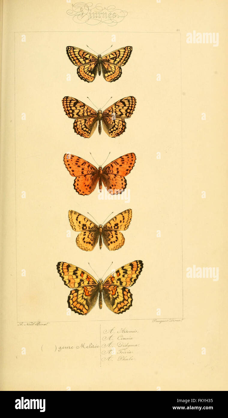 An illustration from 'Histoire naturelle des lépidoptères d'Europe ...