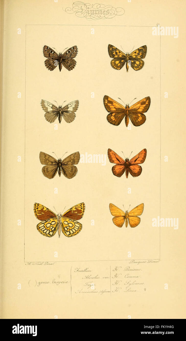 Classification europe lepidoptera pictorial works hi-res stock ...