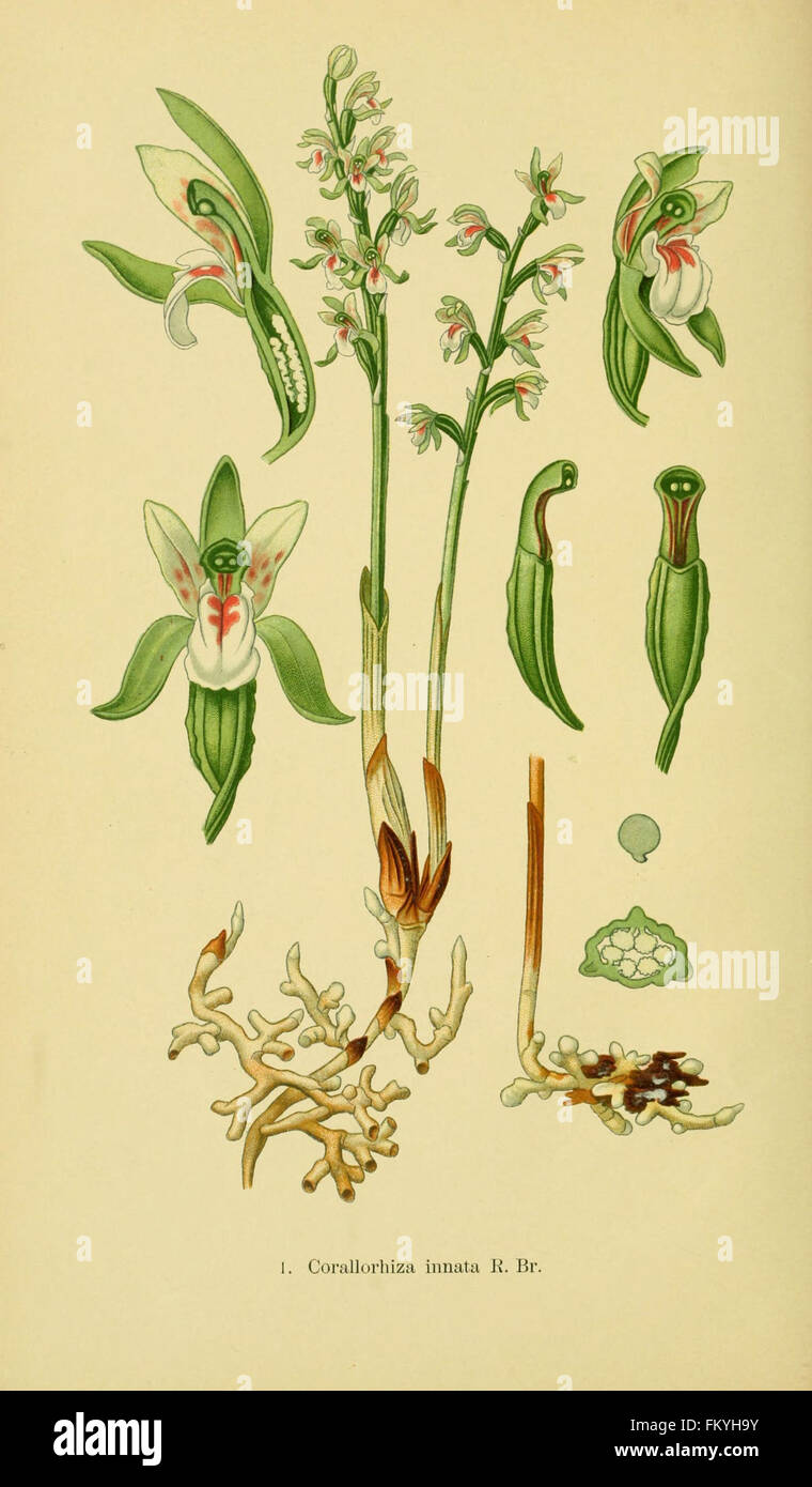 This plate illustrates the basic forms of orchid species found in ...