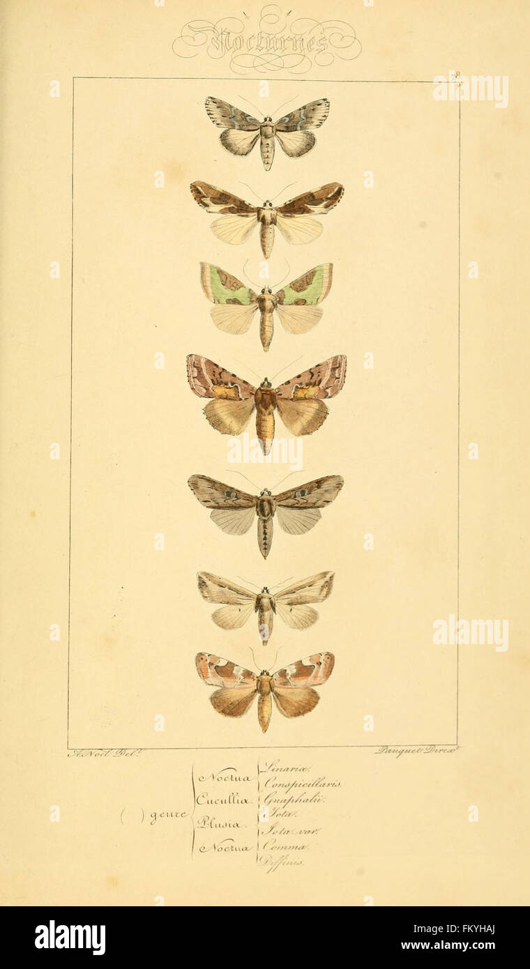 Plate 78 from 'Histoire naturelle des lépidoptères d'Europe' depicts ...