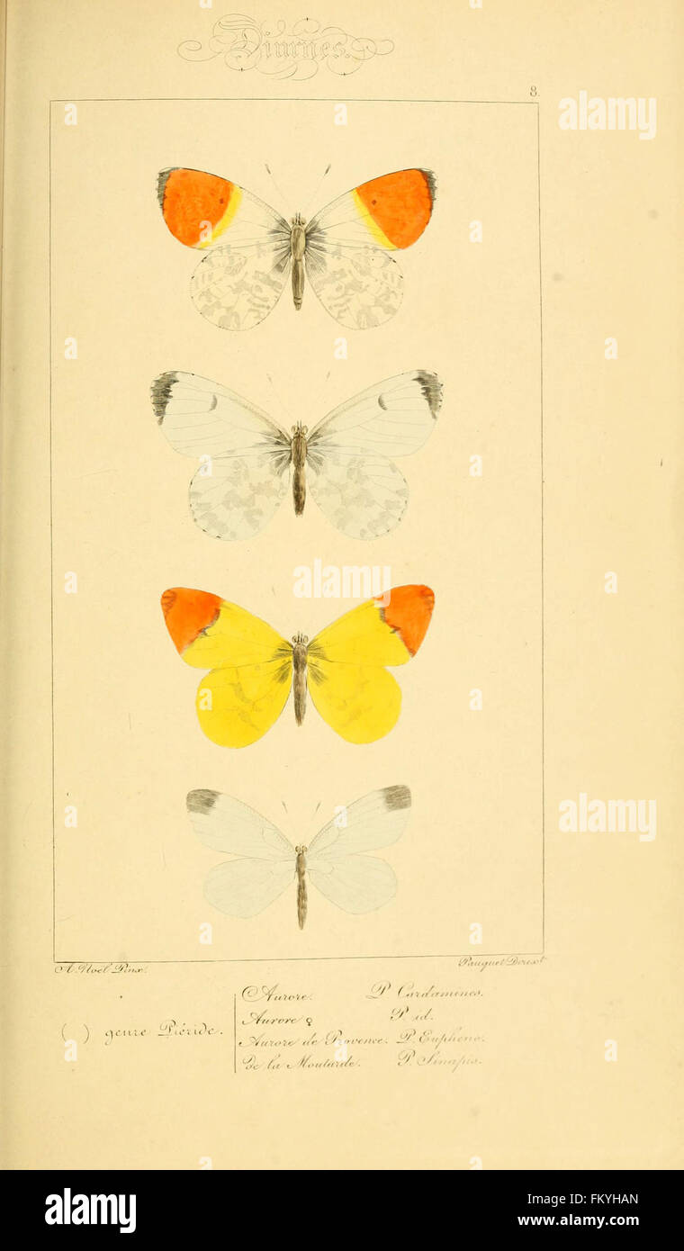 Lepidoptera classifications hi-res stock photography and images - Alamy