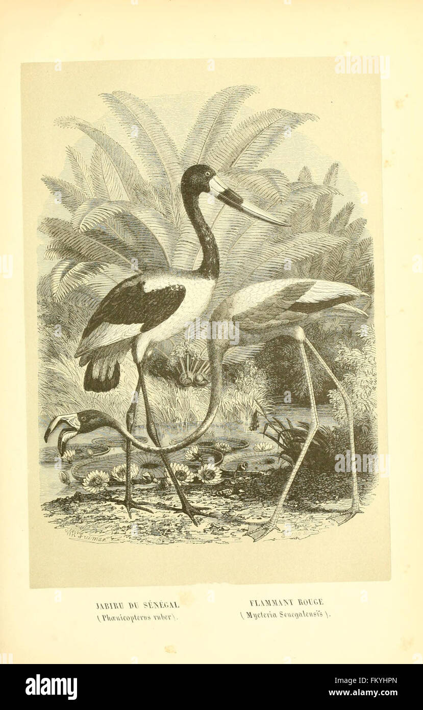 This illustration from the 'Histoire naturelle des oiseaux' showcases ...