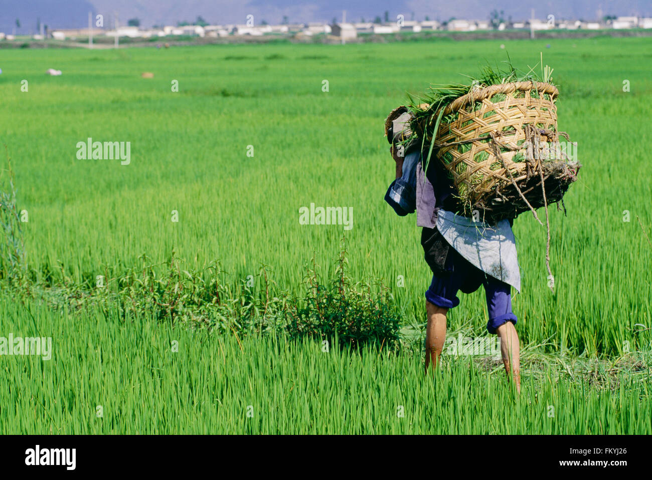 Woman Working In A Rice Field, Yunnan Province, China Stock Photo - Alamy