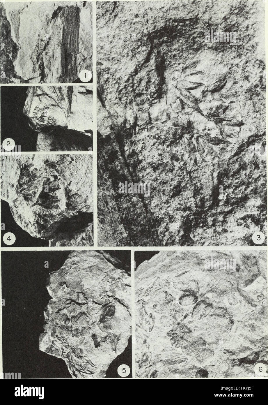 This 1977 study focuses on the early Pennsylvanian flora from west ...