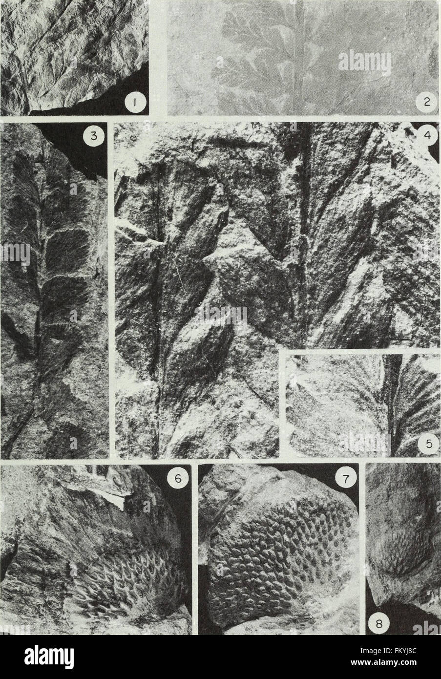 An Early Pennsylvanian flora with megalopteris and noeggerathiales from ...