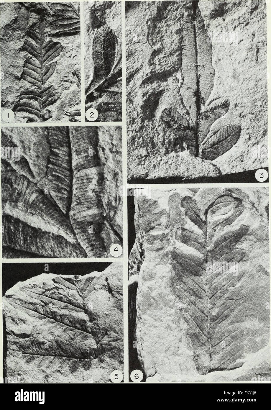 This 1977 study presents an early Pennsylvanian flora, including ...