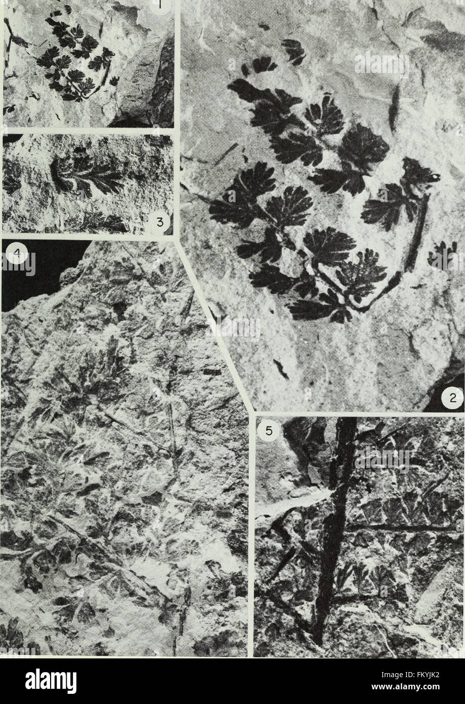This study from 1977 examines early Pennsylvanian flora in west-central ...
