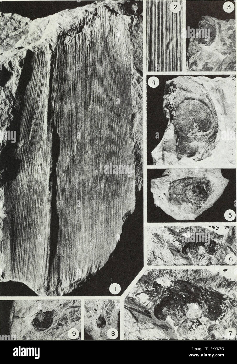 A study of Early Pennsylvanian flora from west-central Illinois ...