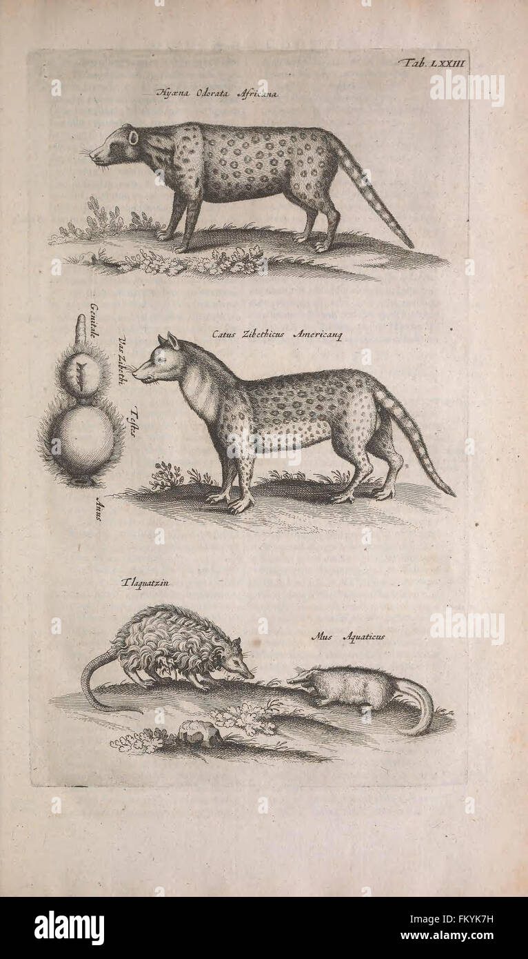 This pre-Linnaean work discusses various quadrupeds, focusing on snakes ...