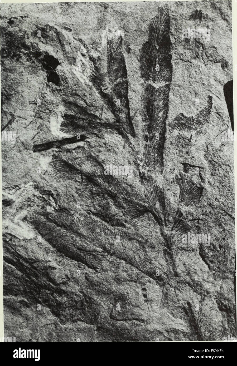 A study of Early Pennsylvanian flora from west-central Illinois ...