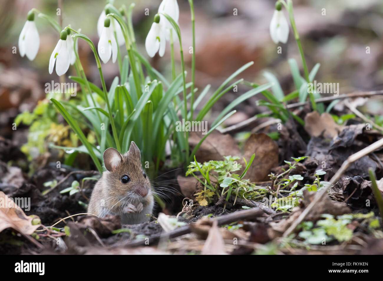 Mouse burrow hi-res stock photography and images - Alamy