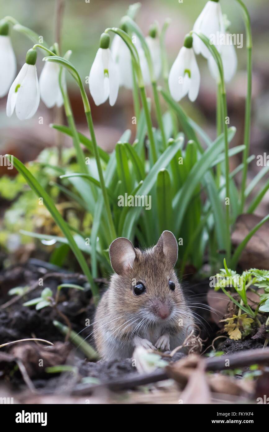 House mouse (Mus musculus) looking out of its burrow, Hesse, Germany ...