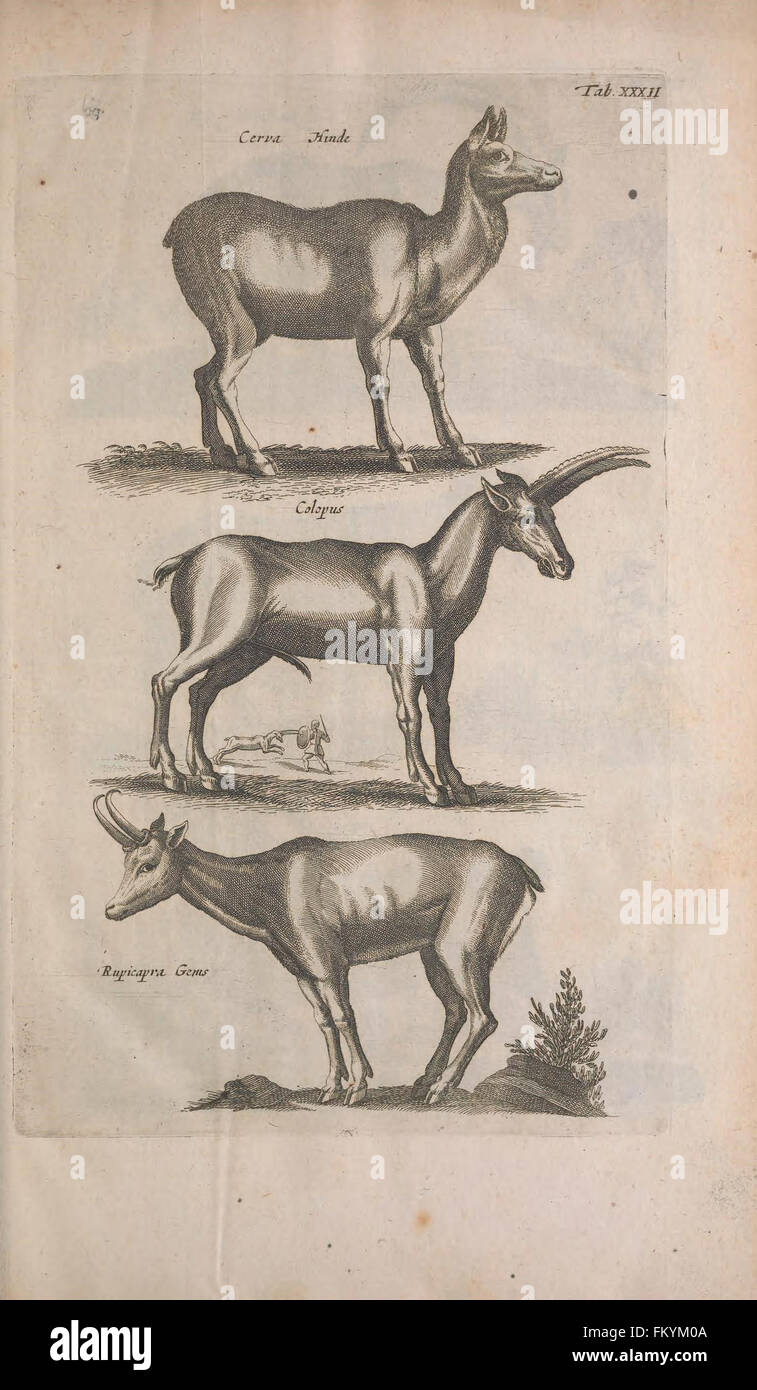 A historical work on the natural history of quadrupeds, featuring ...
