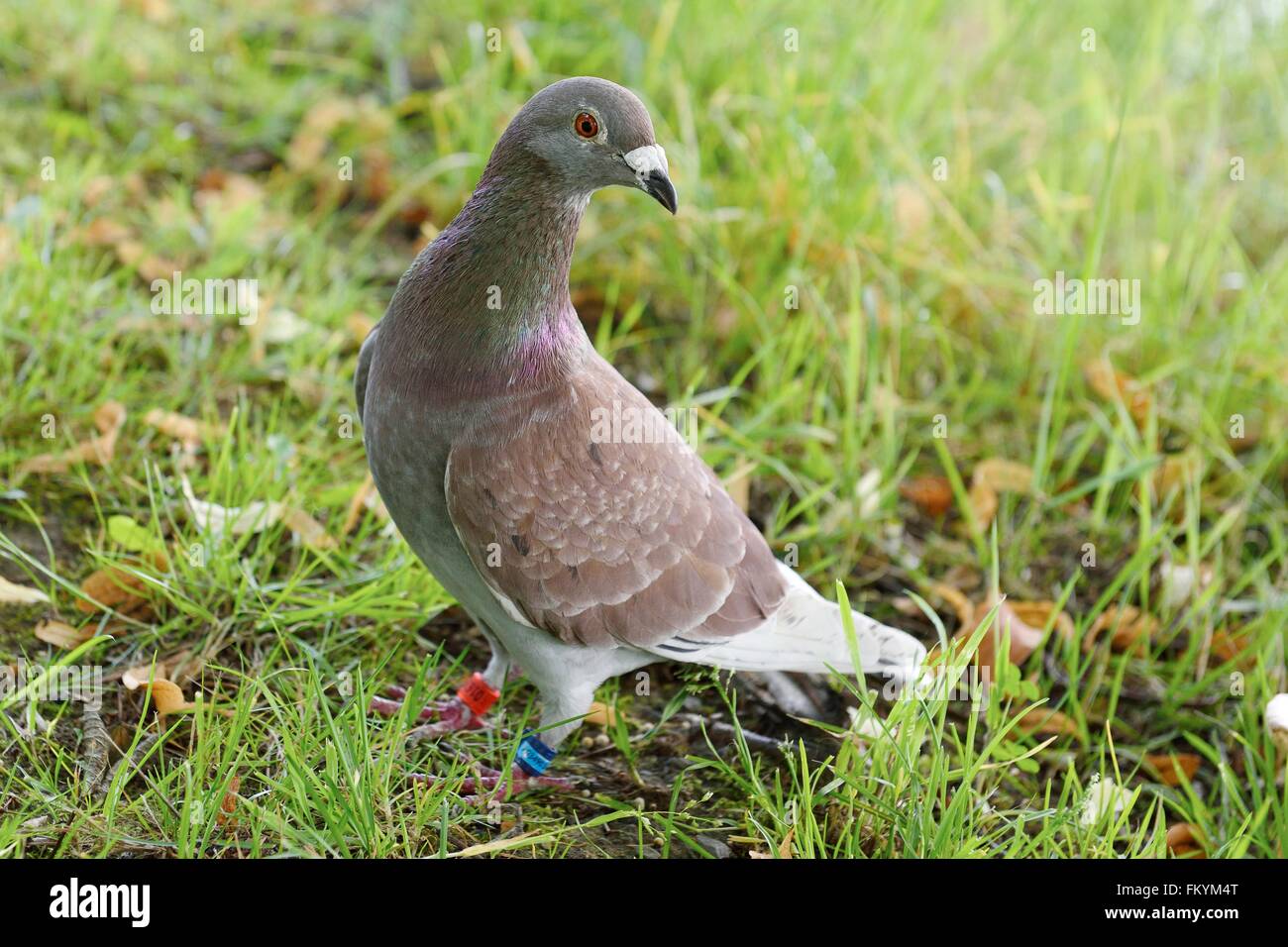 Brieftaube hi-res stock photography and images - Alamy