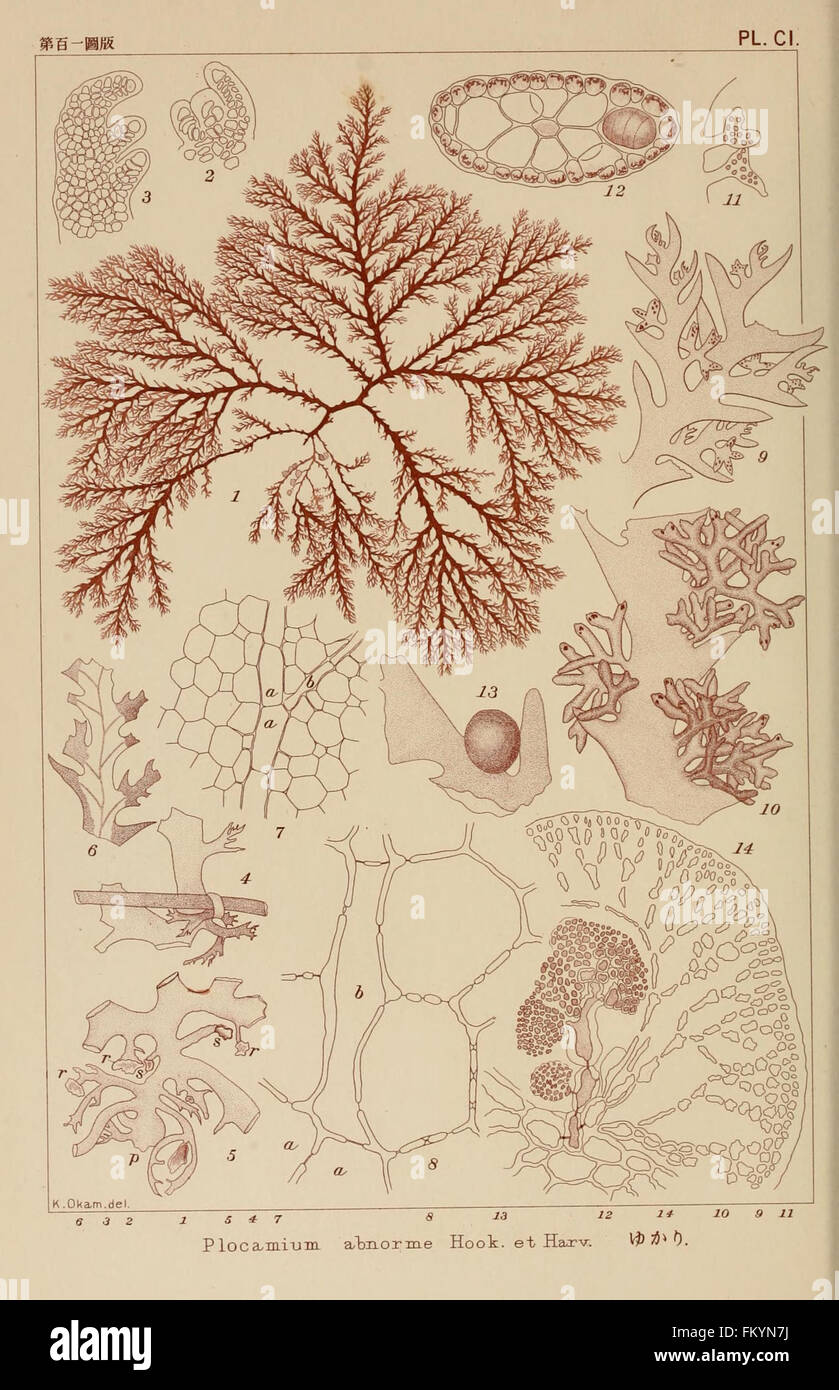 'Icones of Japanese Algae' features illustrations of algae species ...