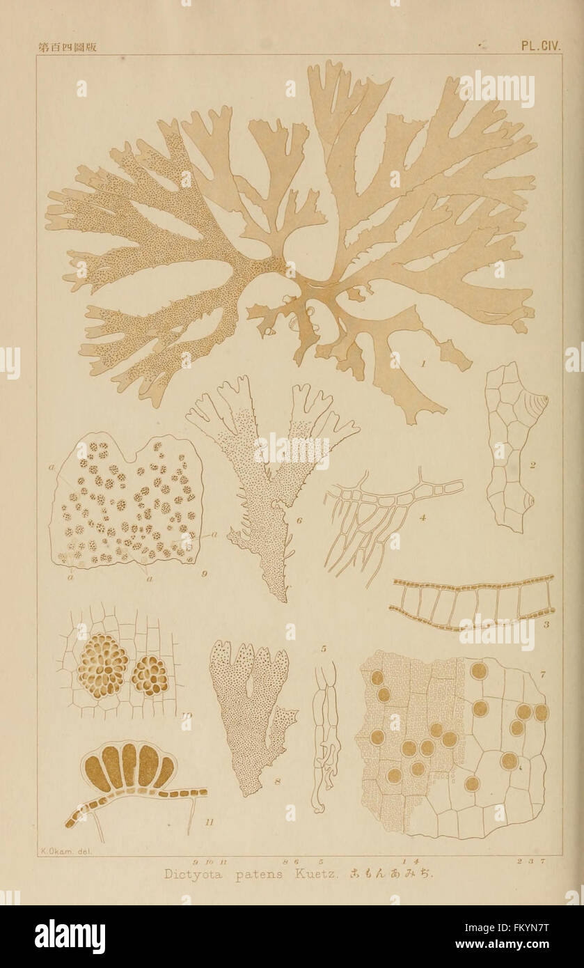 This illustration from 'Icones of Japanese algae' presents various ...