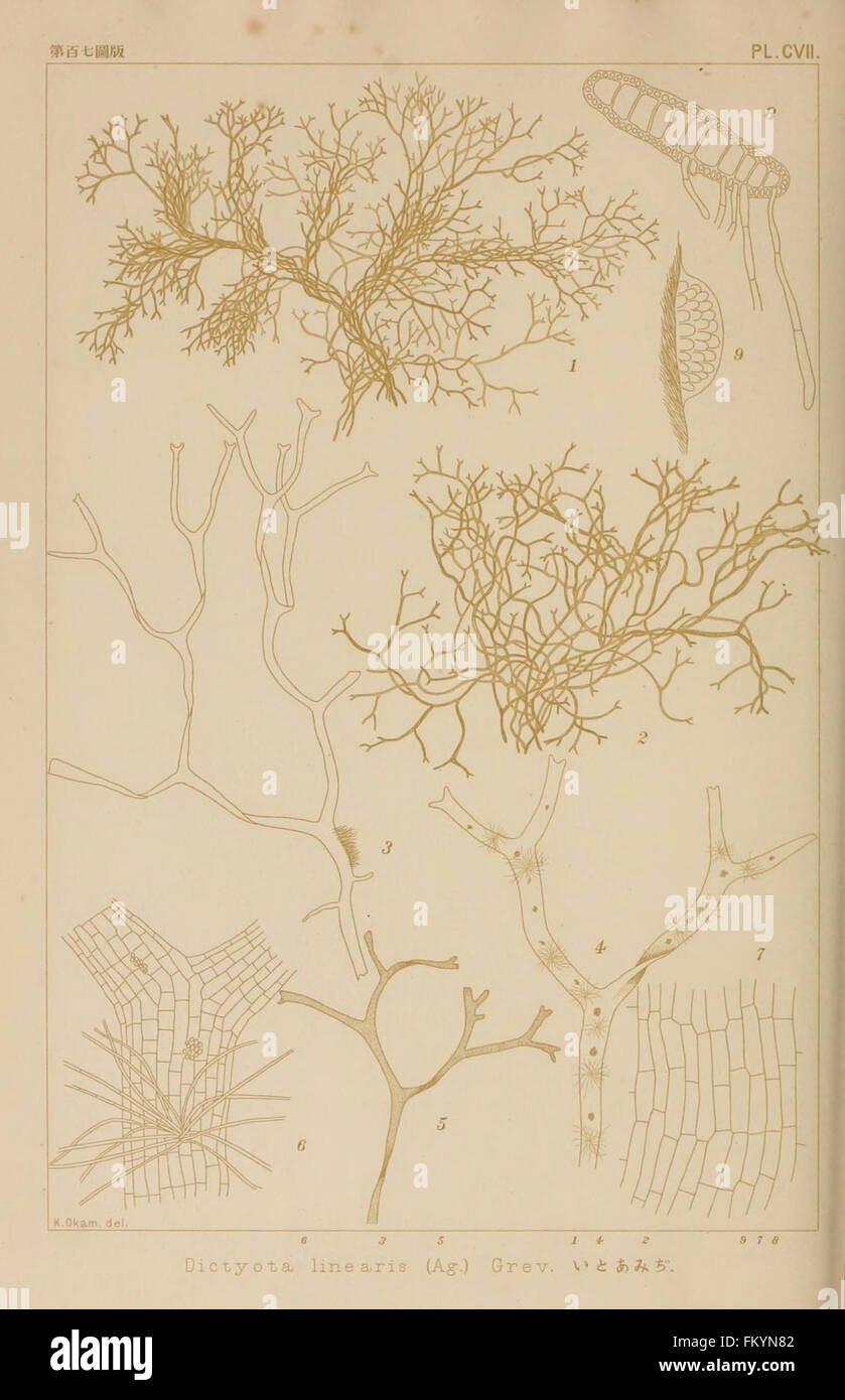 This illustration from 'Icones of Japanese algae' features detailed ...