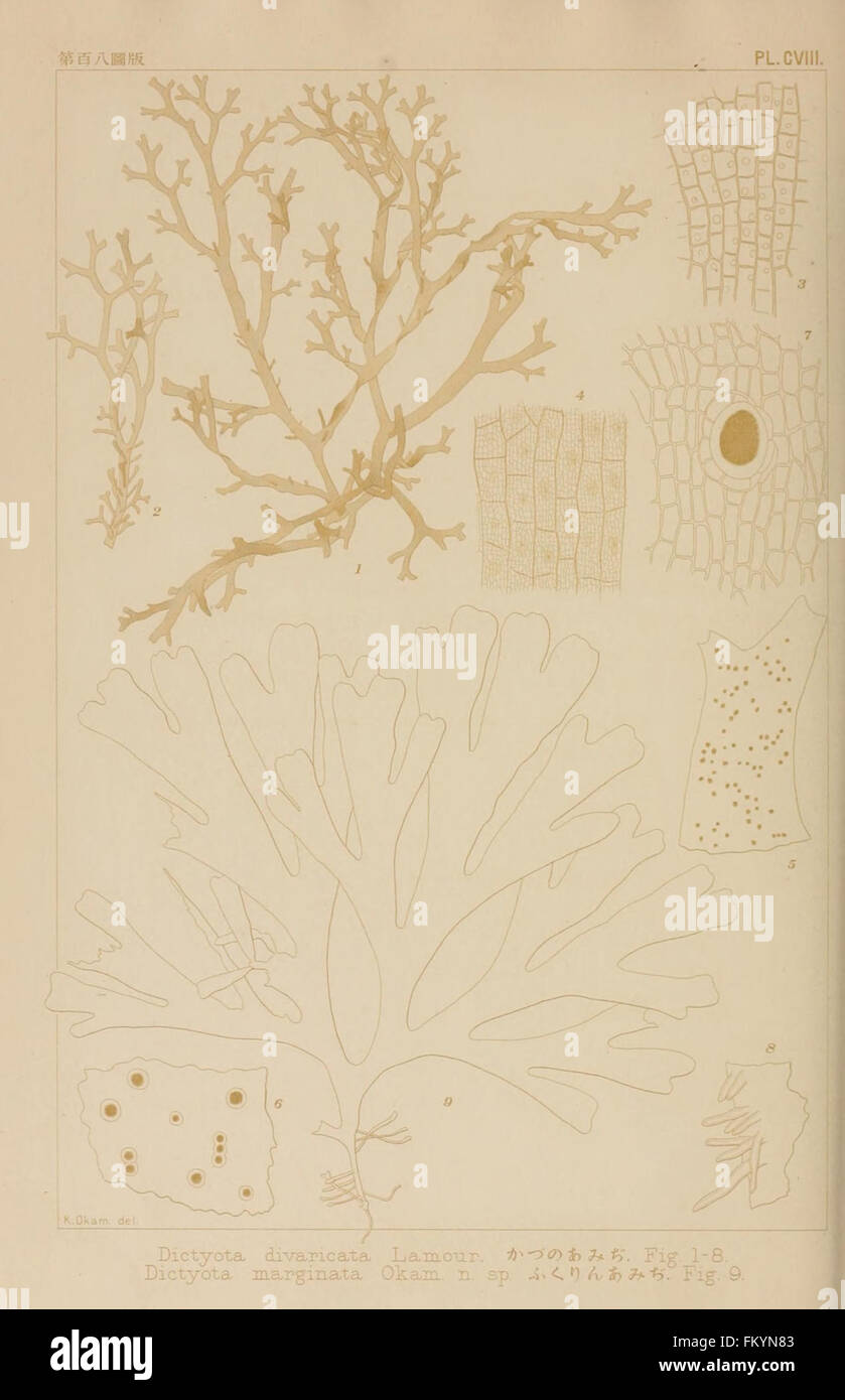 Algae botany japan mblwhoi library hi-res stock photography and images ...