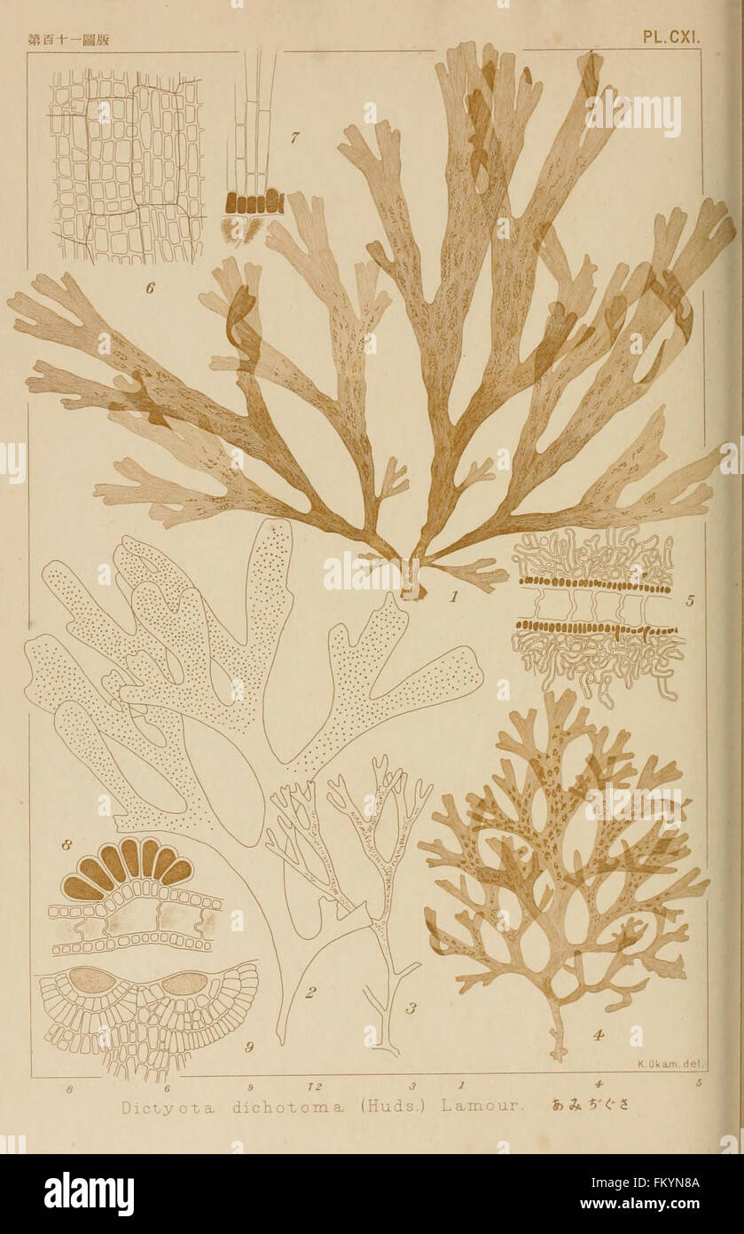 This plate from 'Icones of Japanese Algae' illustrates various algae ...