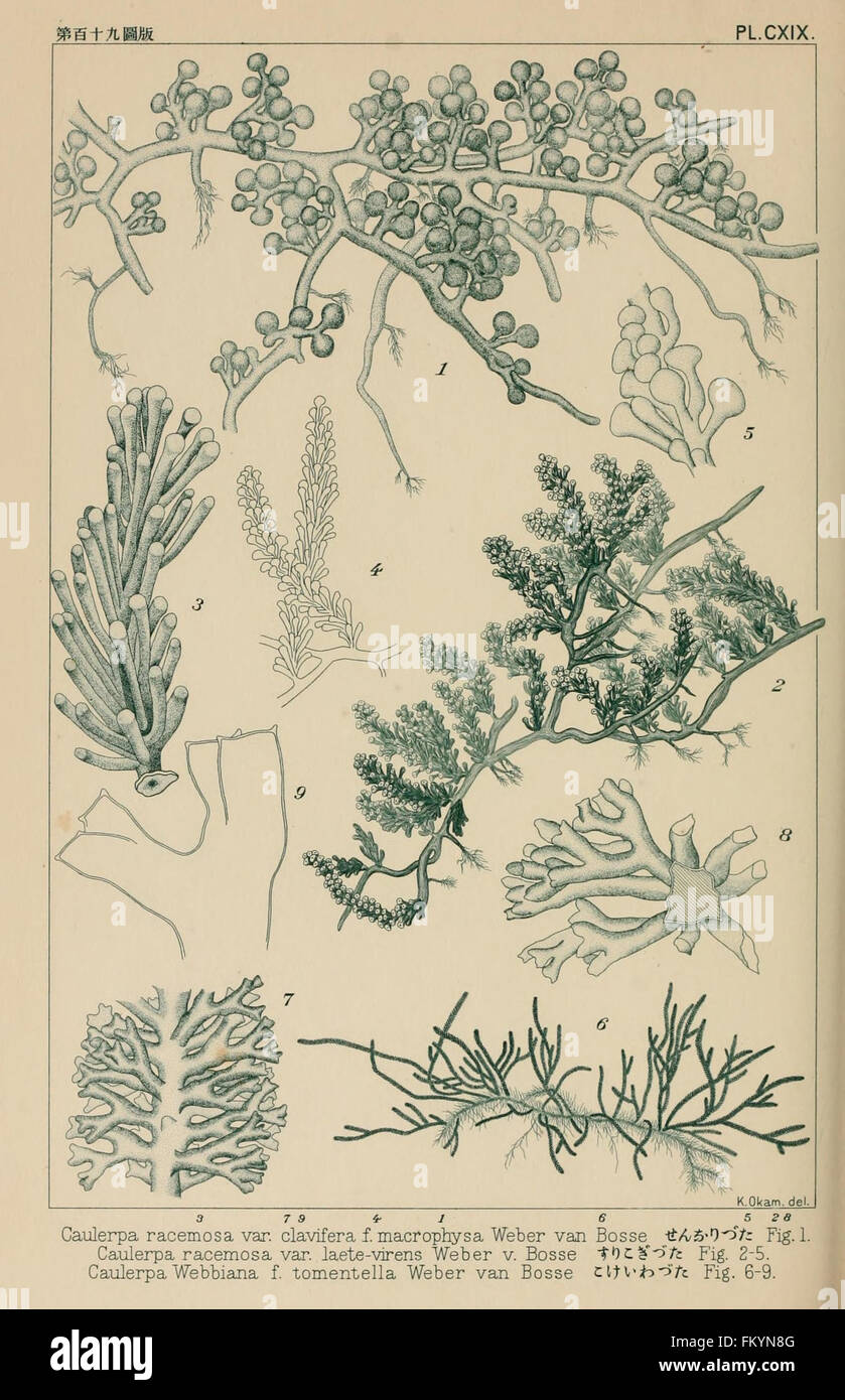 A botanical work on Japanese algae, with an emphasis on detailed ...