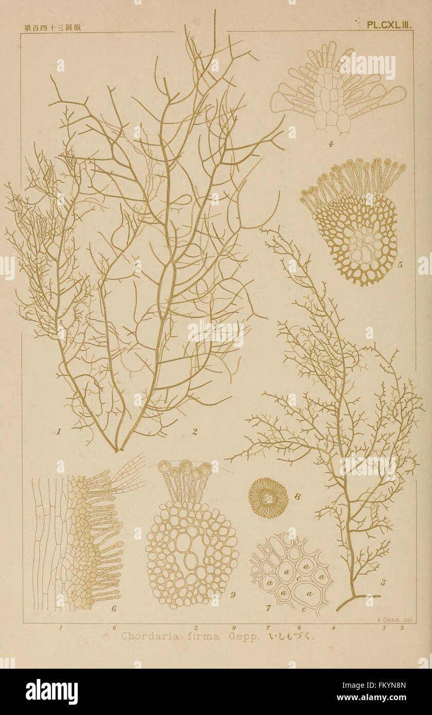 Algae botany japan mblwhoi library hi-res stock photography and images ...