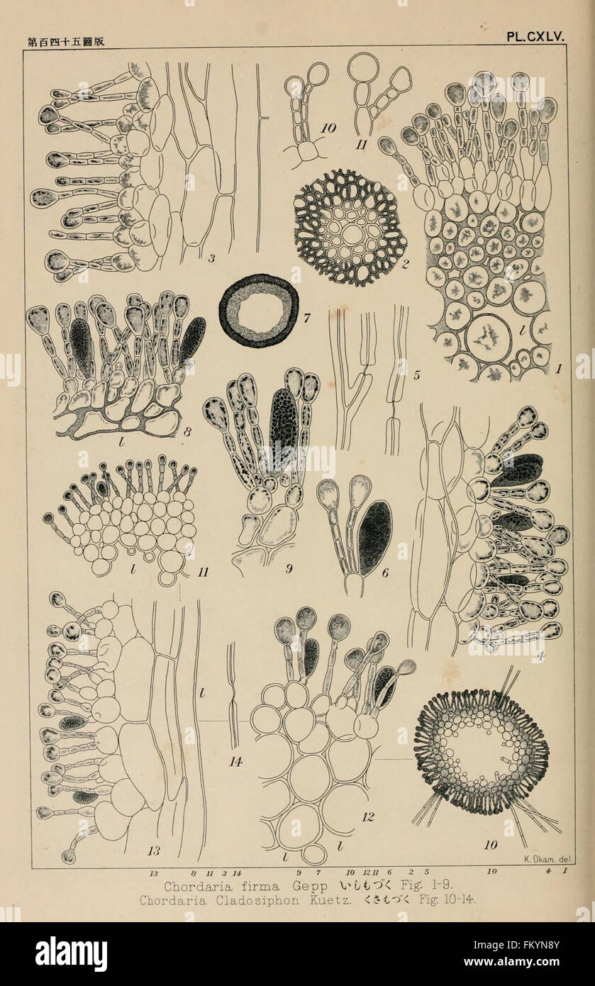This plate from *Icones of Japanese Algae* provides illustrations of ...