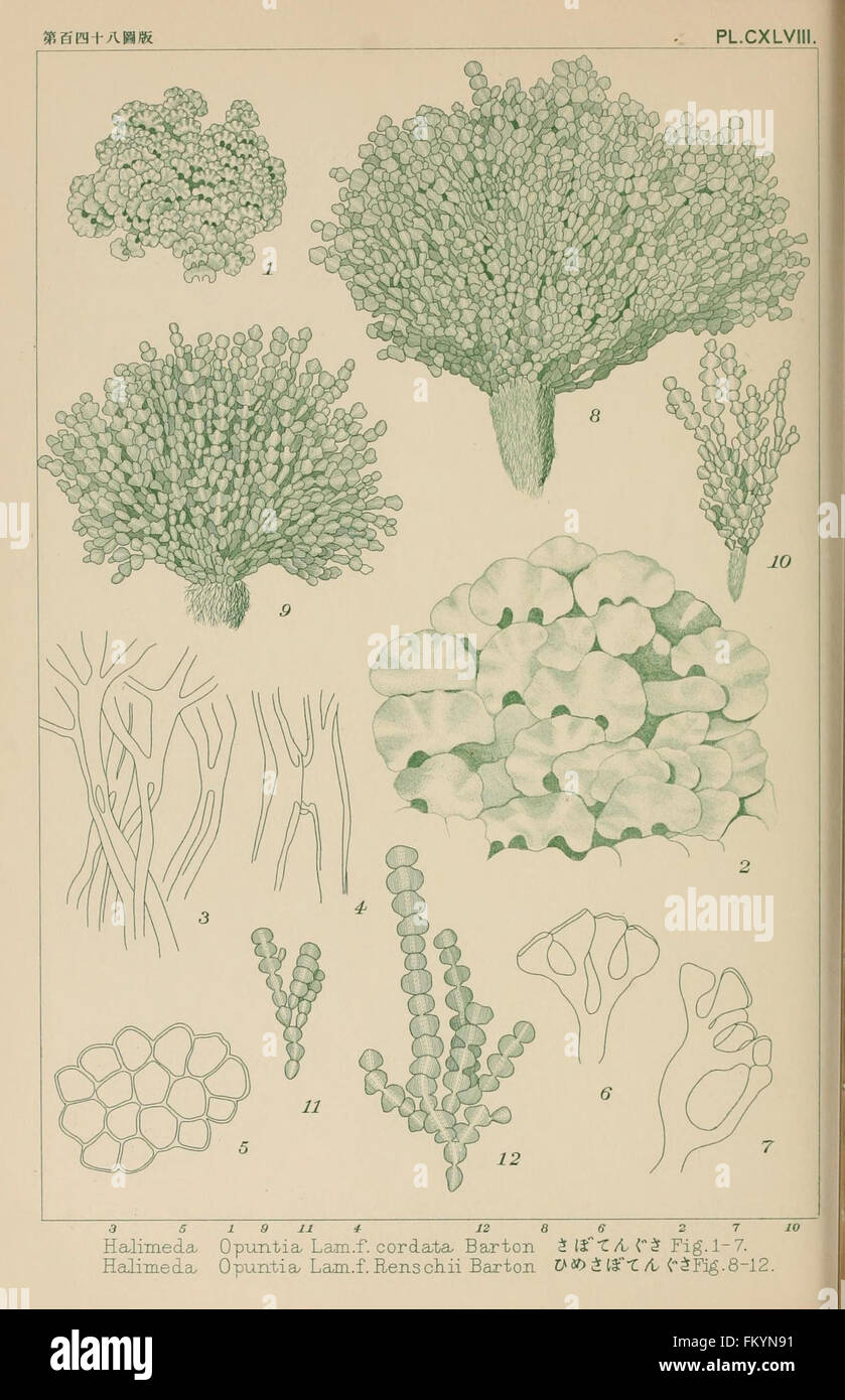 Woods hole pictorial works algae botany japan hi-res stock photography ...