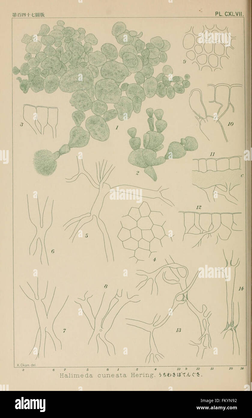 This plate from *Icones of Japanese Algae* showcases various species of ...