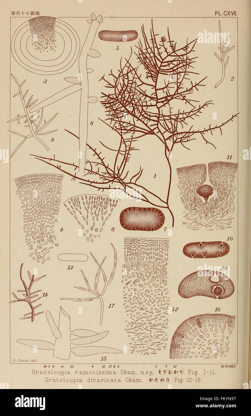Algae botany japan mblwhoi library hi-res stock photography and images ...