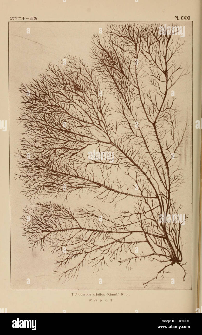 Algae botany japan mblwhoi library hi-res stock photography and images ...