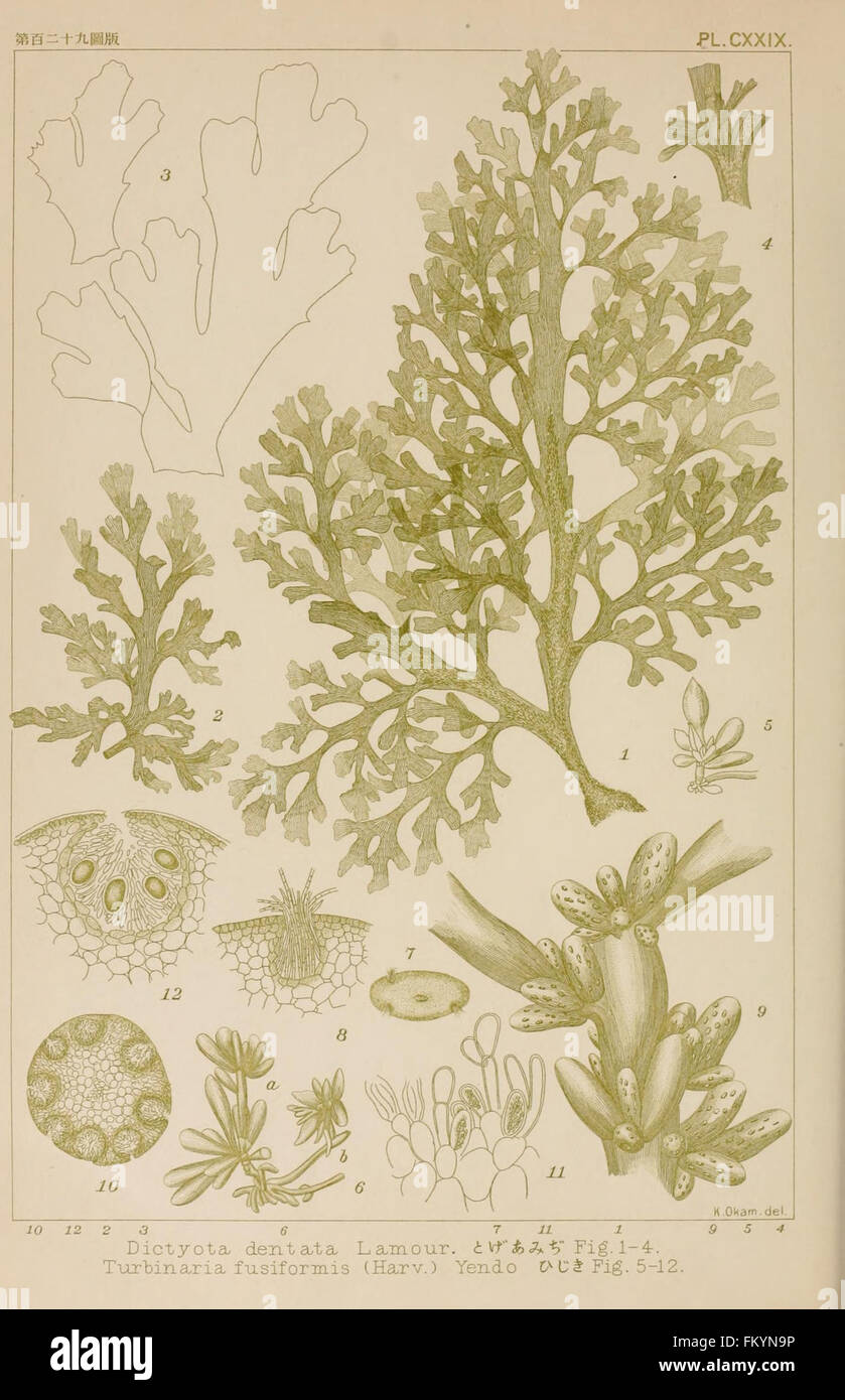 Algae botany japan mblwhoi library hi-res stock photography and images ...