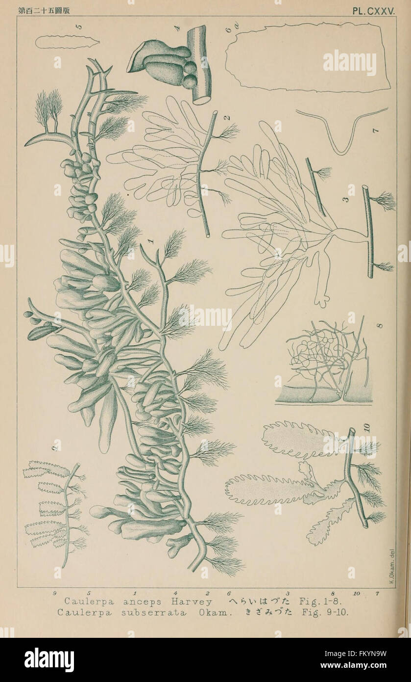 Japan algae botany pictorial works woods hole hi-res stock photography ...