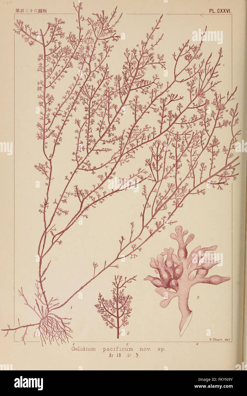 This image from *Icones of Japanese Algae* shows a detailed depiction ...
