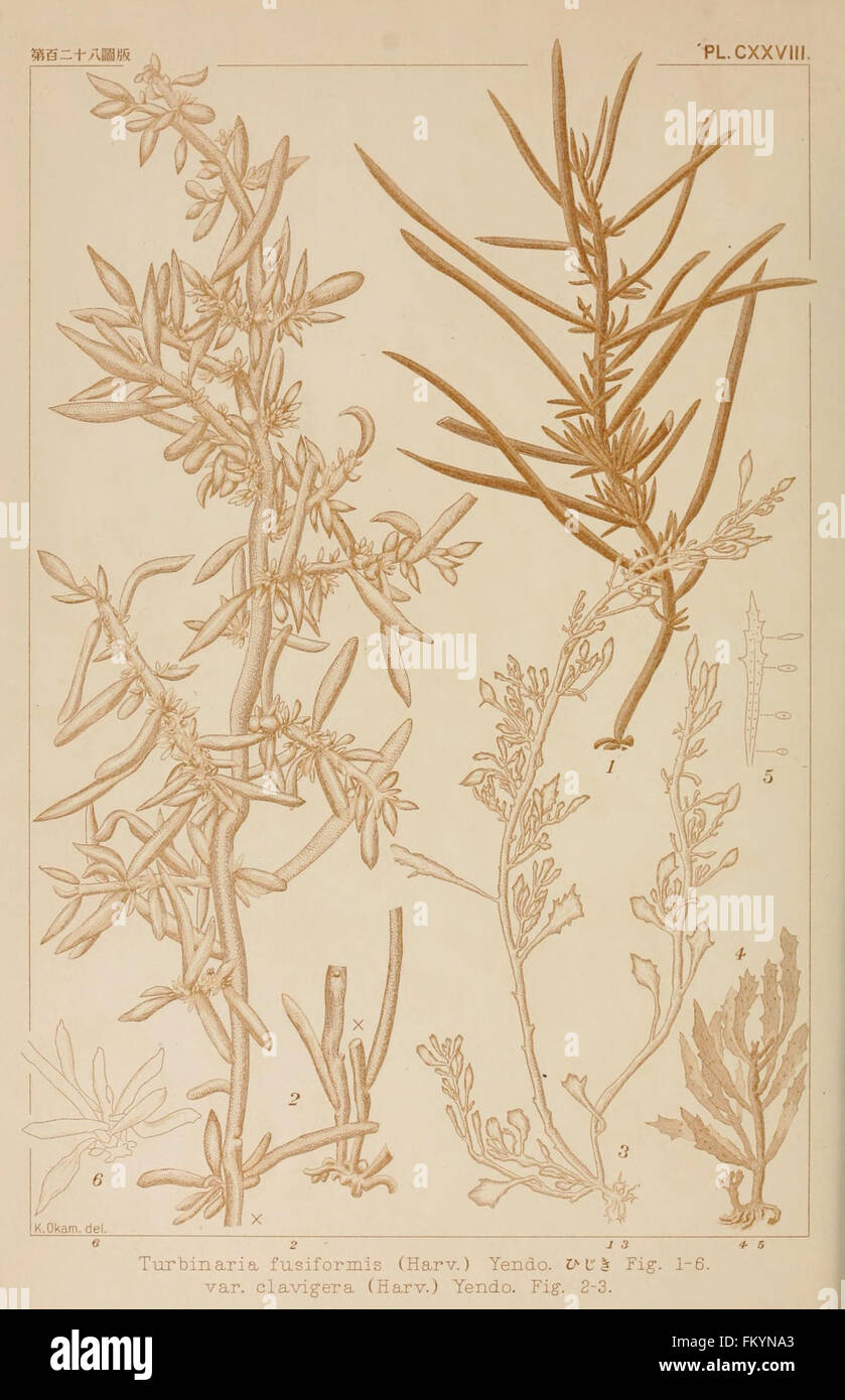 This plate from *Icones of Japanese Algae* illustrates a variety of ...