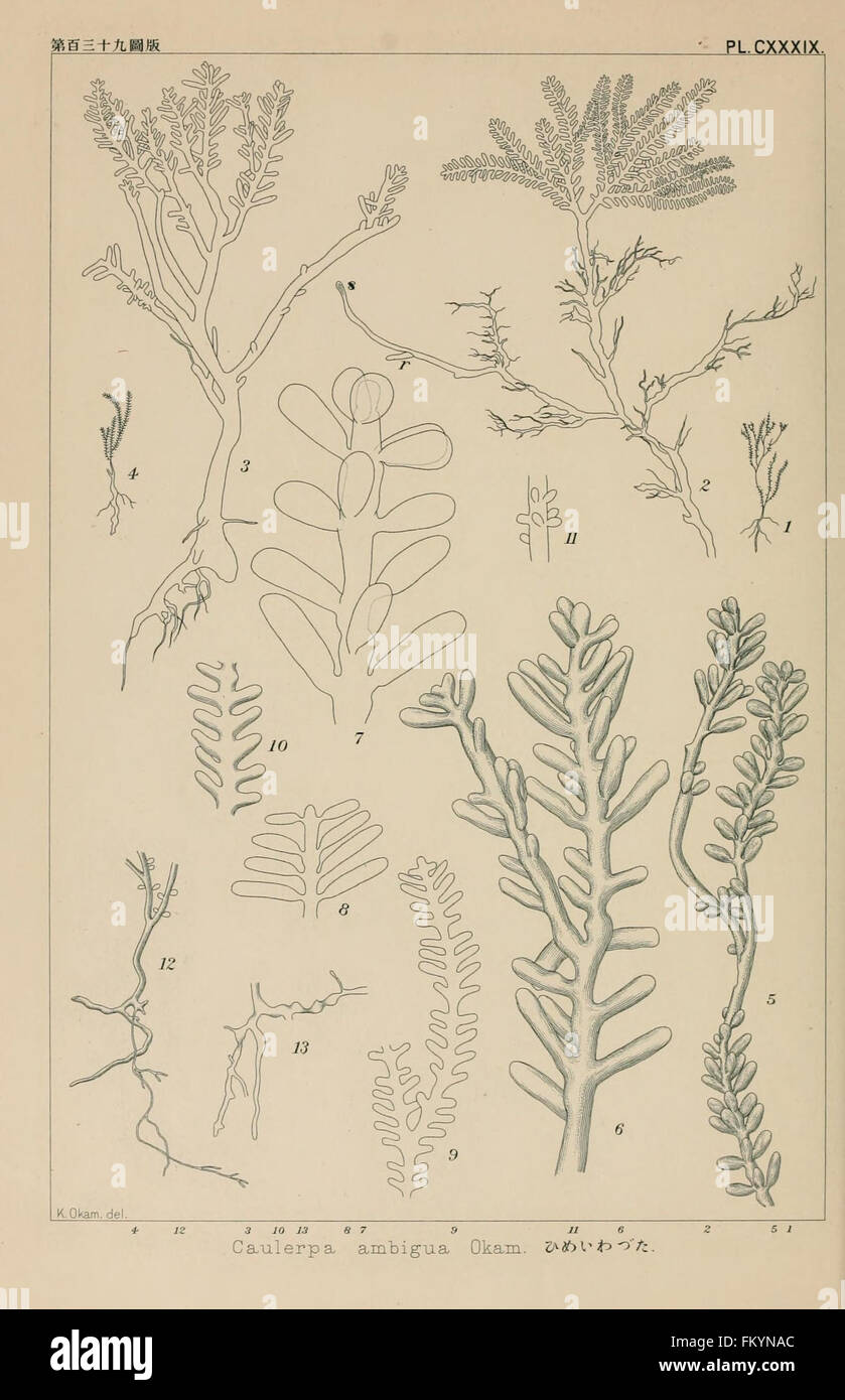 Algae botany japan mblwhoi library hi-res stock photography and images ...