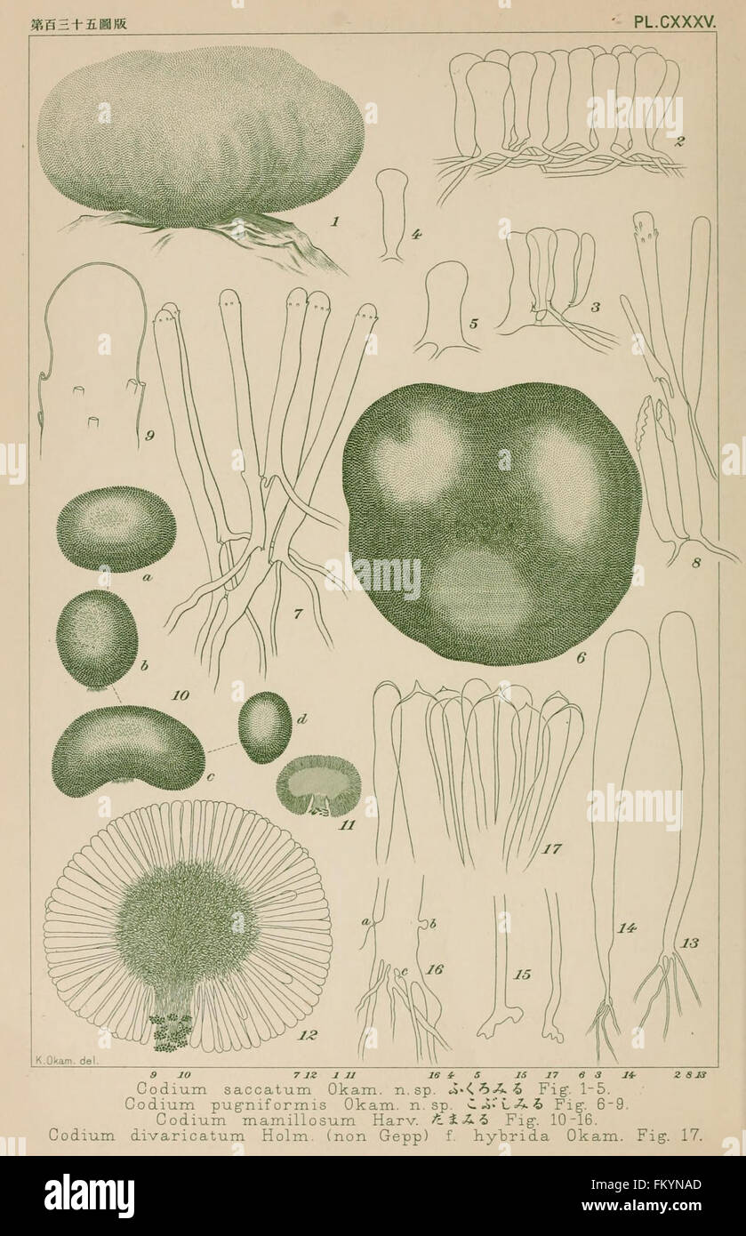 Japan algae botany pictorial works woods hole hi-res stock photography ...
