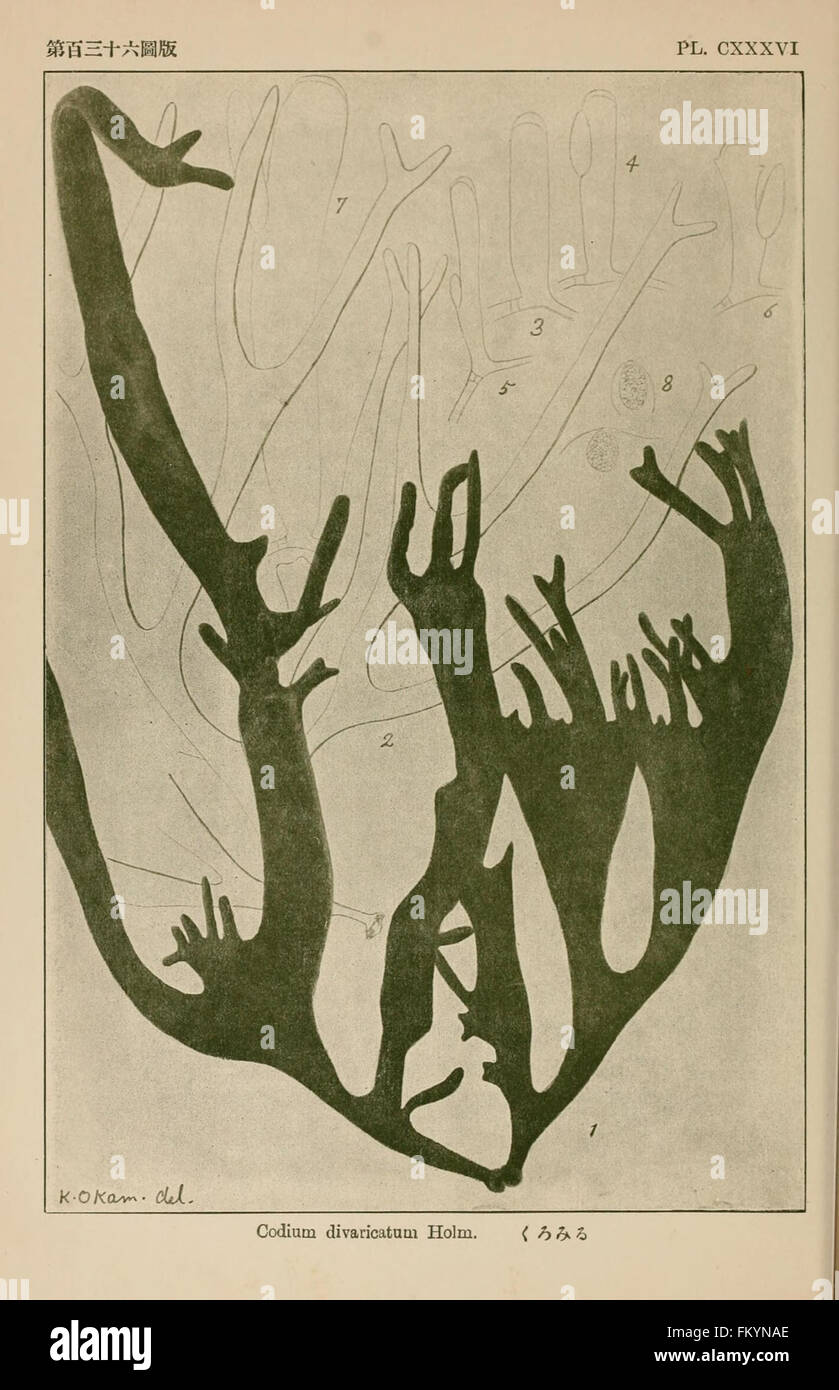 This work showcases detailed illustrations of Japanese algae, focusing ...