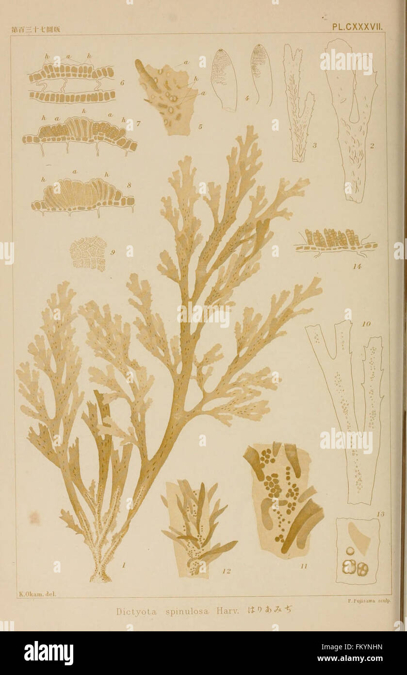 This work presents detailed illustrations of Japanese algae, focusing ...