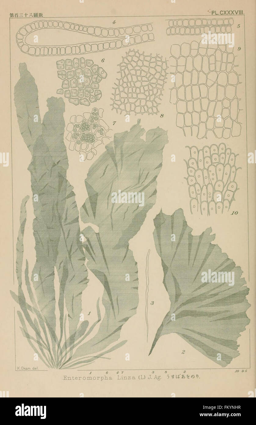 Algae botany japan mblwhoi library hi-res stock photography and images ...