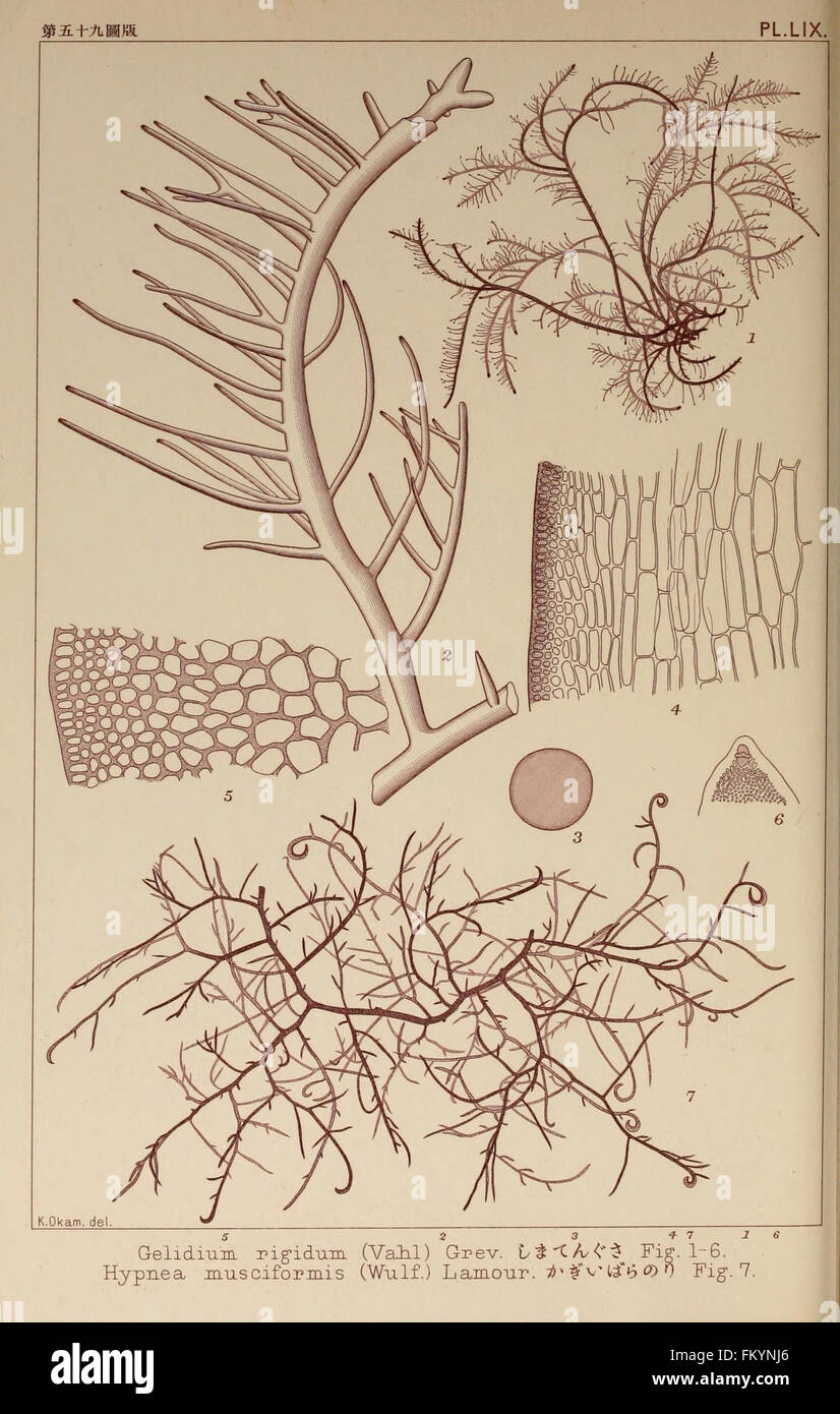 This work presents detailed illustrations of Japanese algae ...