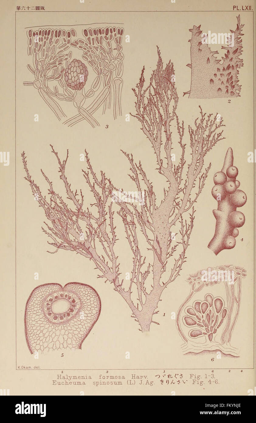 Plate LXII from 'Icones of Japanese Algae' illustrates various species ...