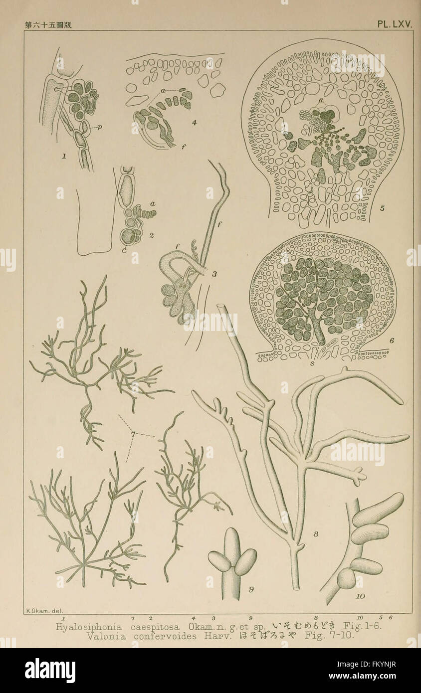 An illustrated botanical work focused on the algae species of Japan ...