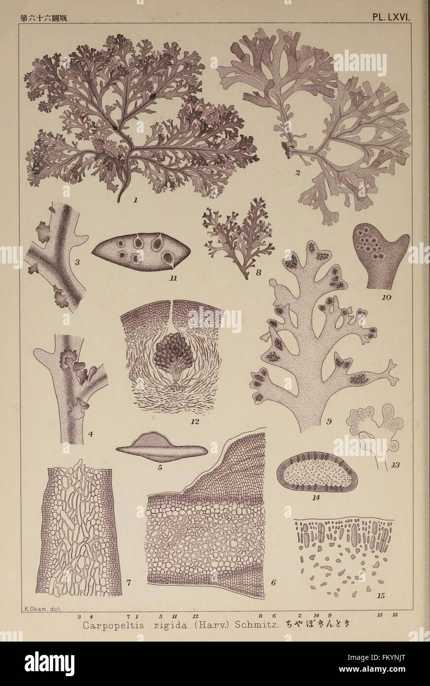 Detailed study of various seaweed species hi-res stock photography and ...